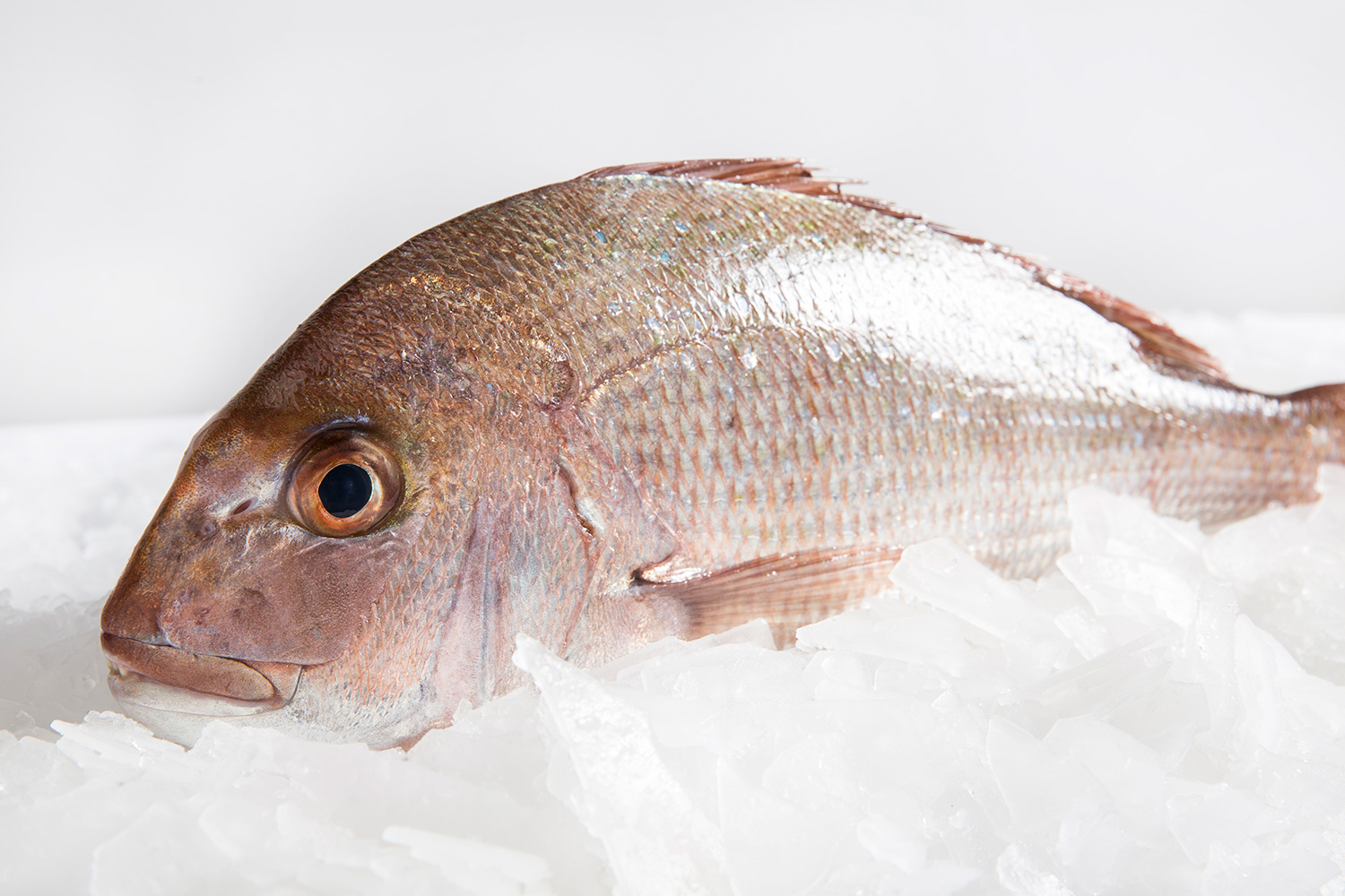 Snapper Medium | Whole Fresh Fish Delivery Sydney | Manettas Seafood